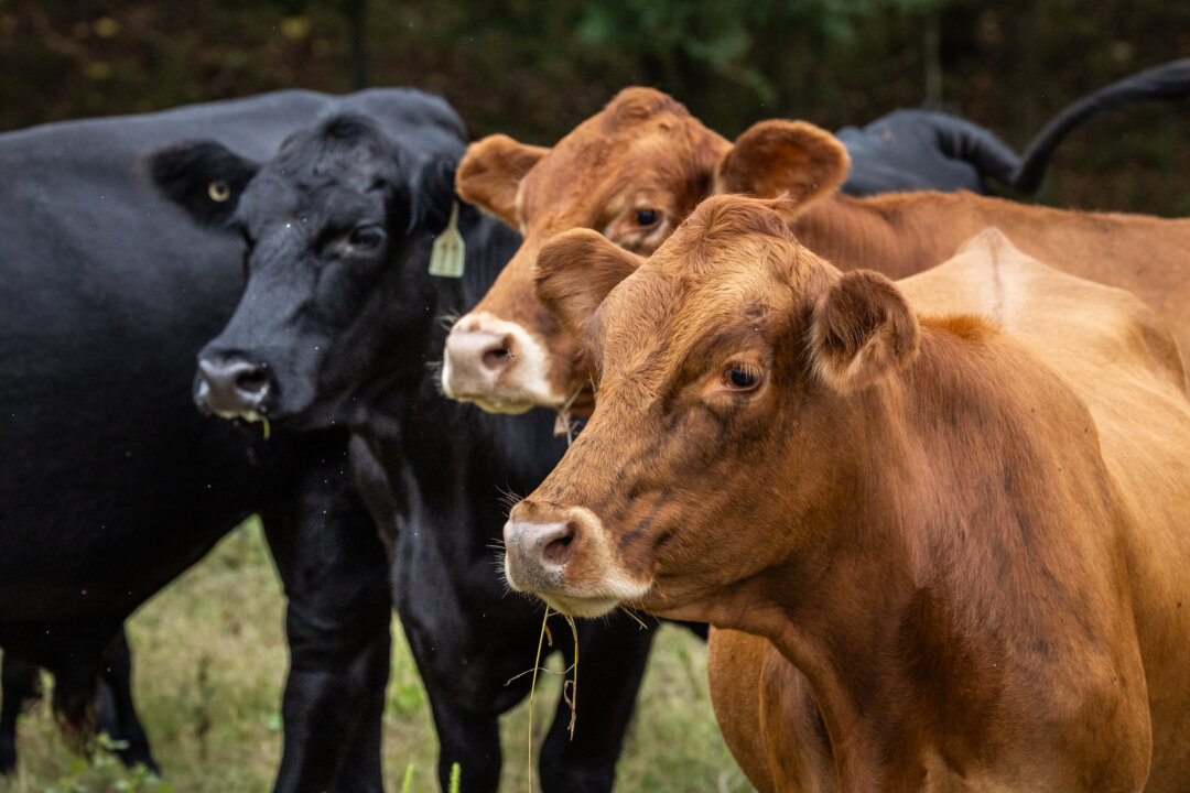 The Complex Truth of Our Relationship With Animals | The Epoch Times