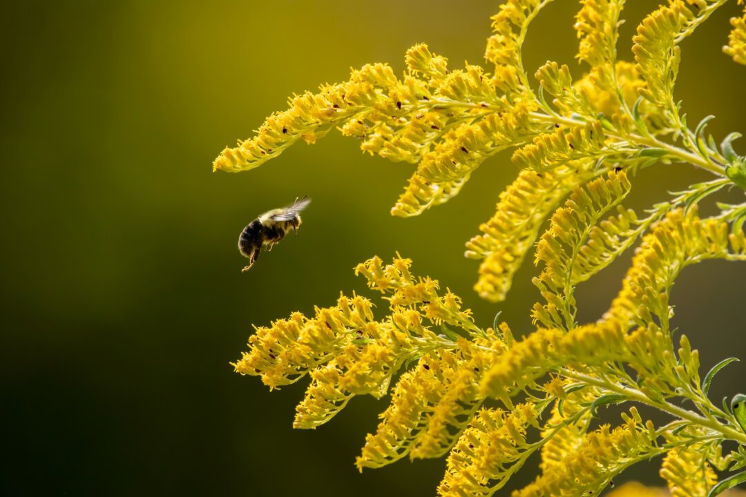 Goldenrod | The Epoch Times