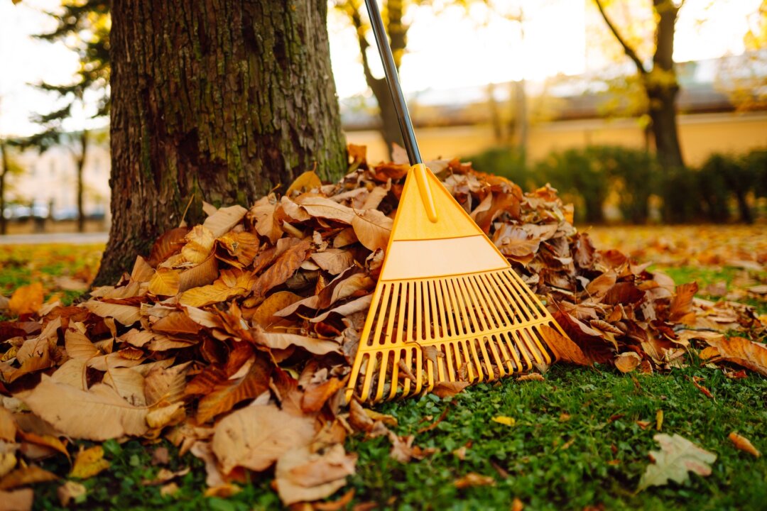 How to Rake Leaves Without Breaking Your Back (or the Bank) | The Epoch ...