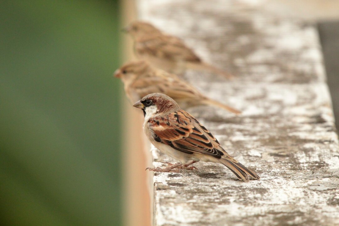 The Slaughter of the Sparrows Under Mao’s China | The Epoch Times