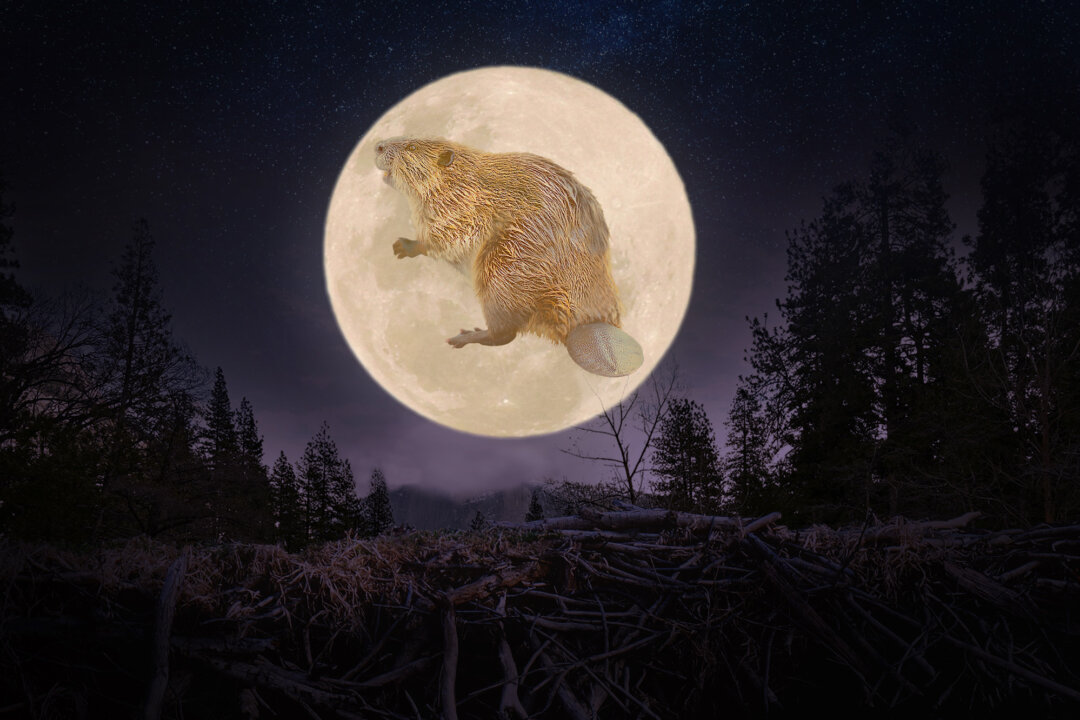 The Biggest Supermoon of 2025 Will Be the Full ‘Beaver Moon’—Here’s ...