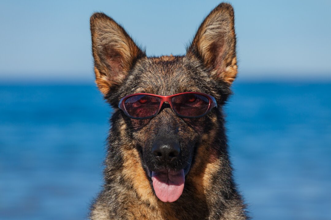 Excessive Sun Exposure Causes Sunburn and Skin Cancer in Dogs | The ...