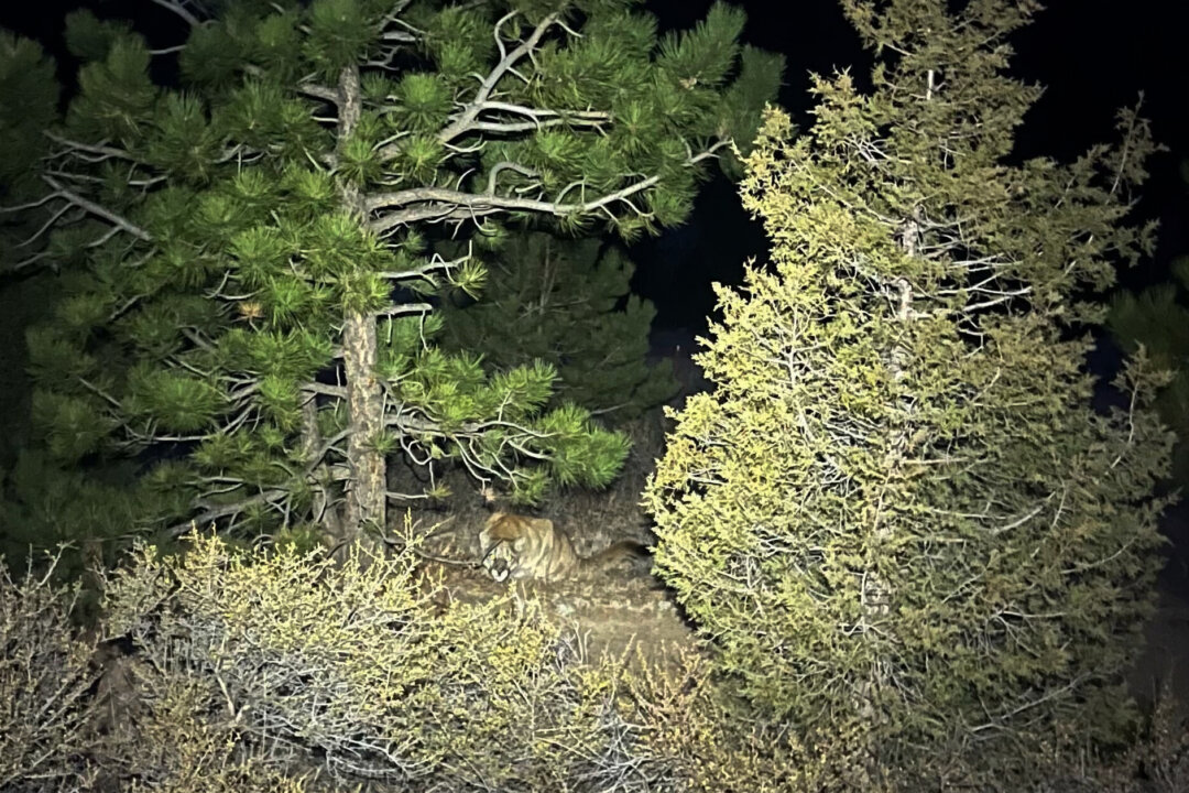 Hiker Killed in Rare Suspected Mountain Lion Attack in Colorado | The ...