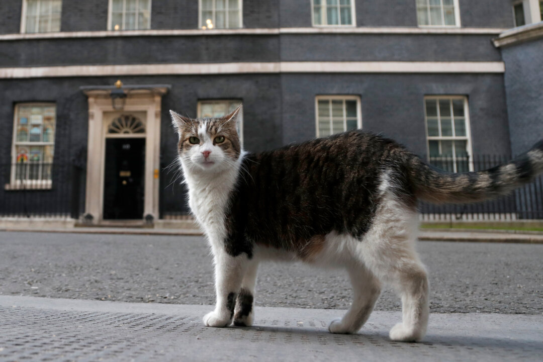 ‘First Feline’ Larry Marks 15 Years as Britain’s Political Top Cat ...