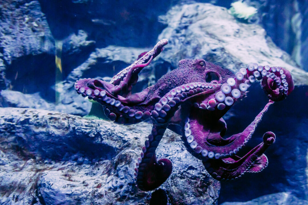 Zoos and Aquariums Set to Promote a Busy Year | The Epoch Times