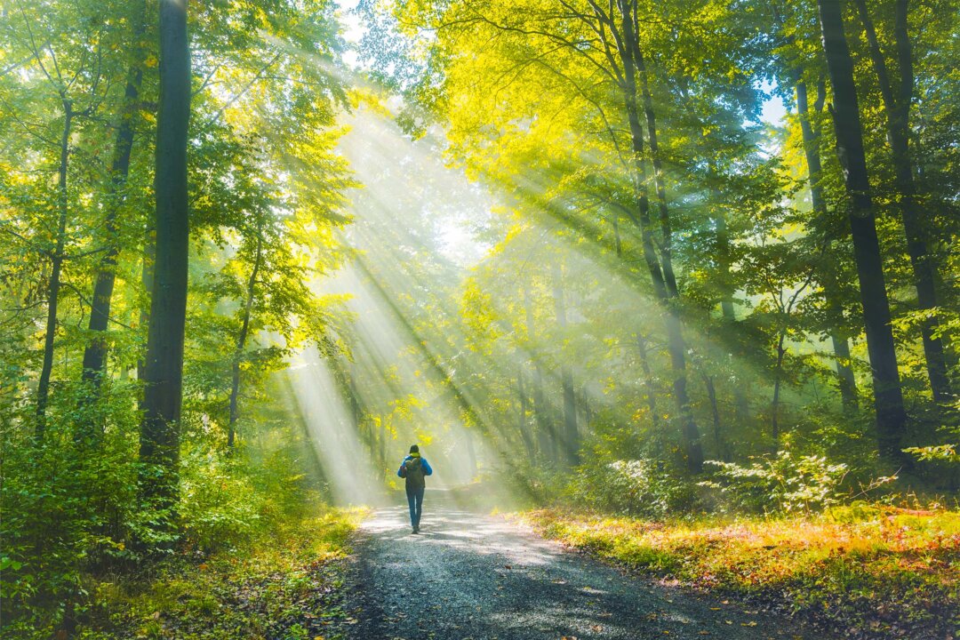 How Nature Rewires Your Brain–in Measurable Ways | The Epoch Times