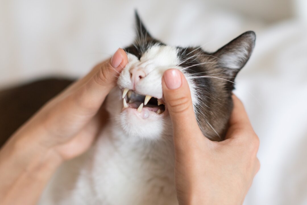 Painful Tooth Resorption Common in Cats | The Epoch Times