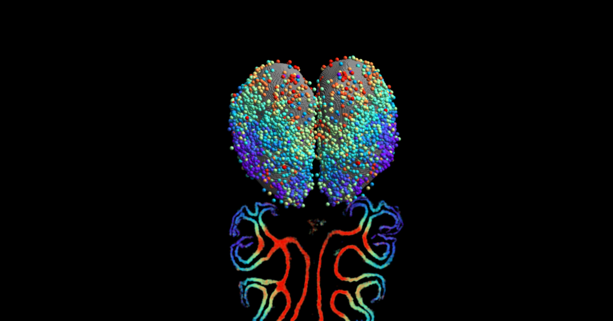 Scientists Map Smell for the First Time