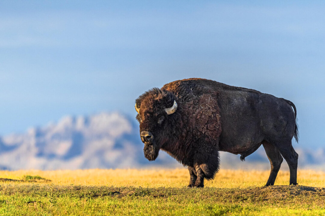 Our Wild West Journey | The Epoch Times