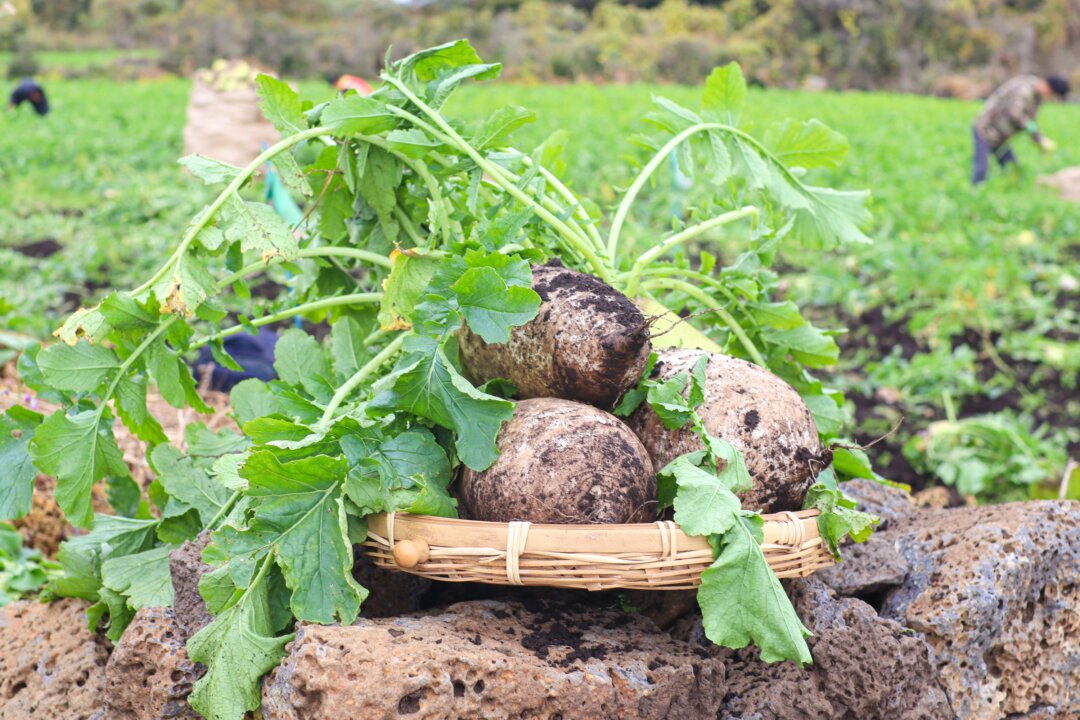 Jeju Winter Radish: A Crop Defined by What Winter Refuses to Let Grow ...